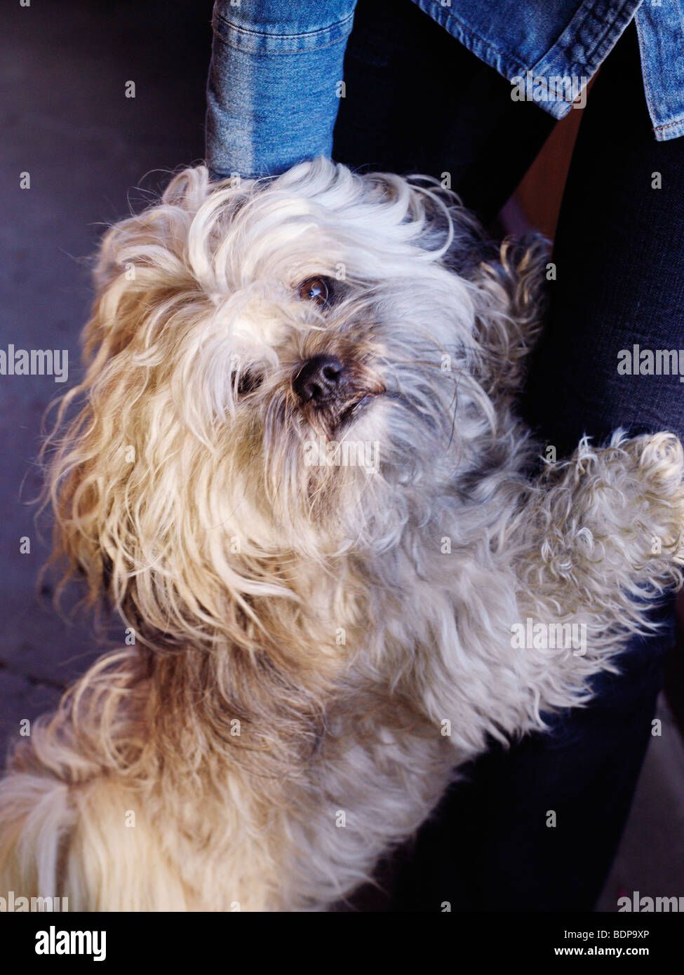 A small dog standing on its hind legs Sweden Stock Photo - Alamy