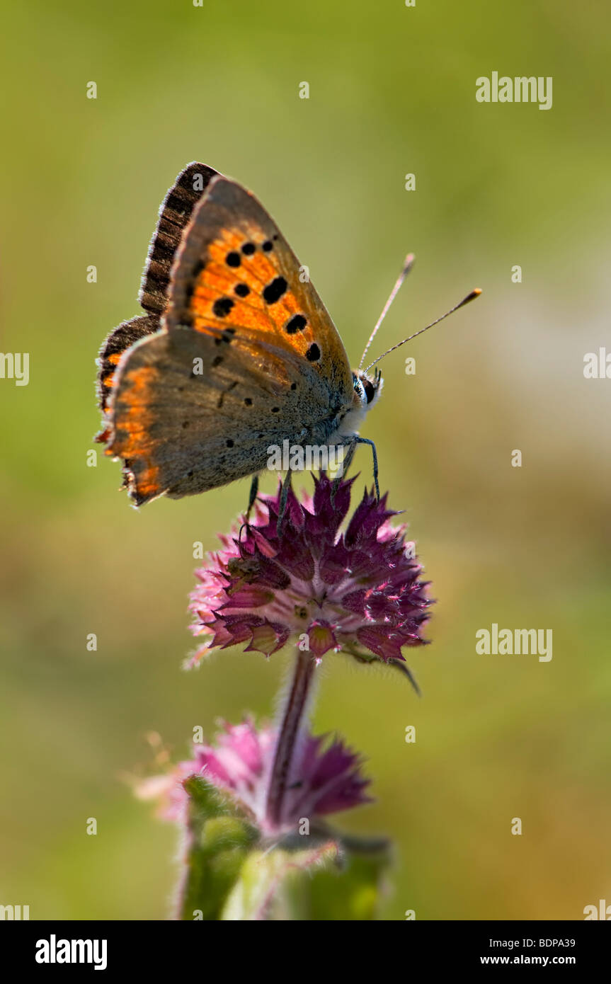 Copper butterfly hi-res stock photography and images - Alamy