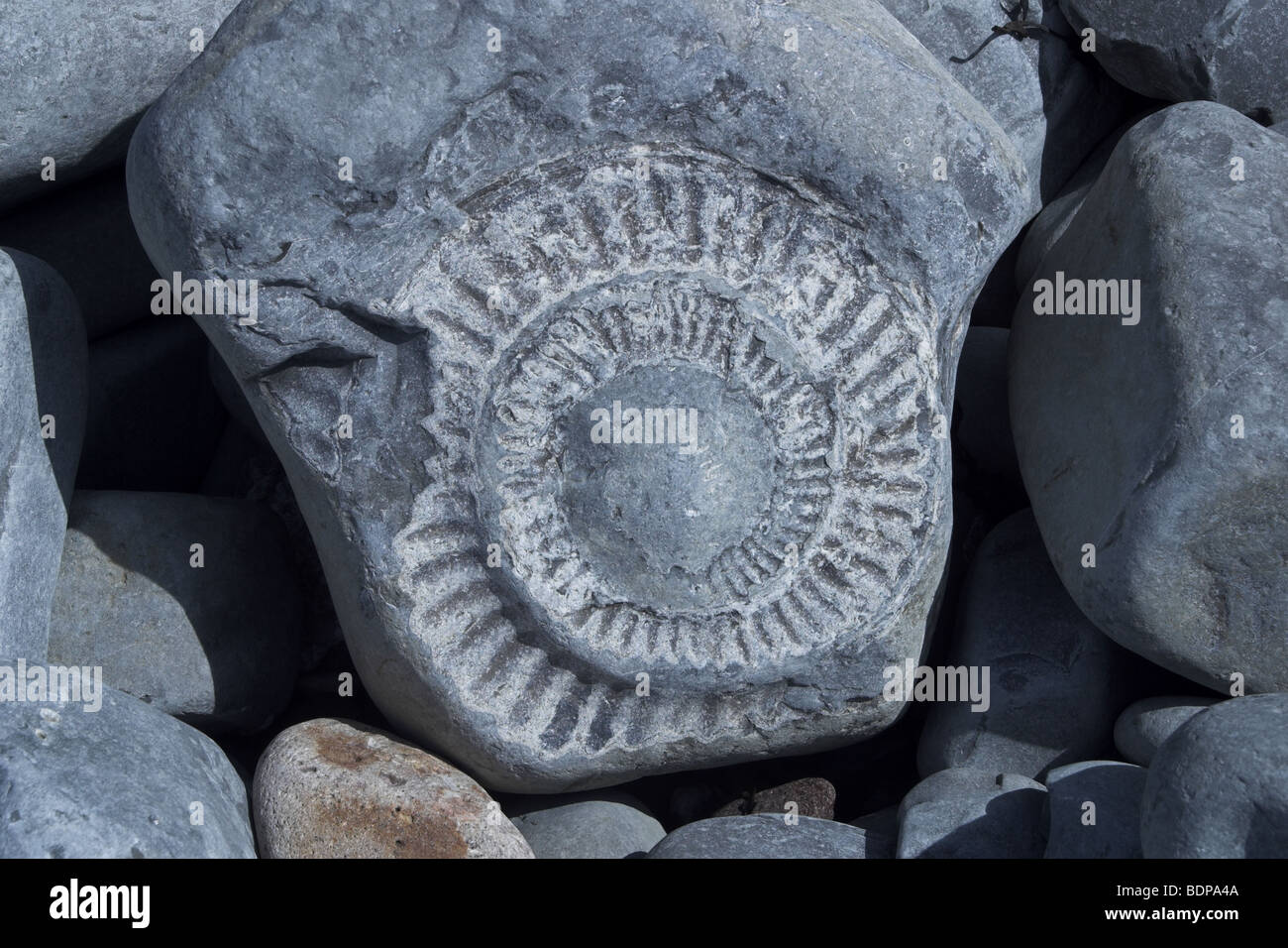 Ammonite hi-res stock photography and images - Alamy