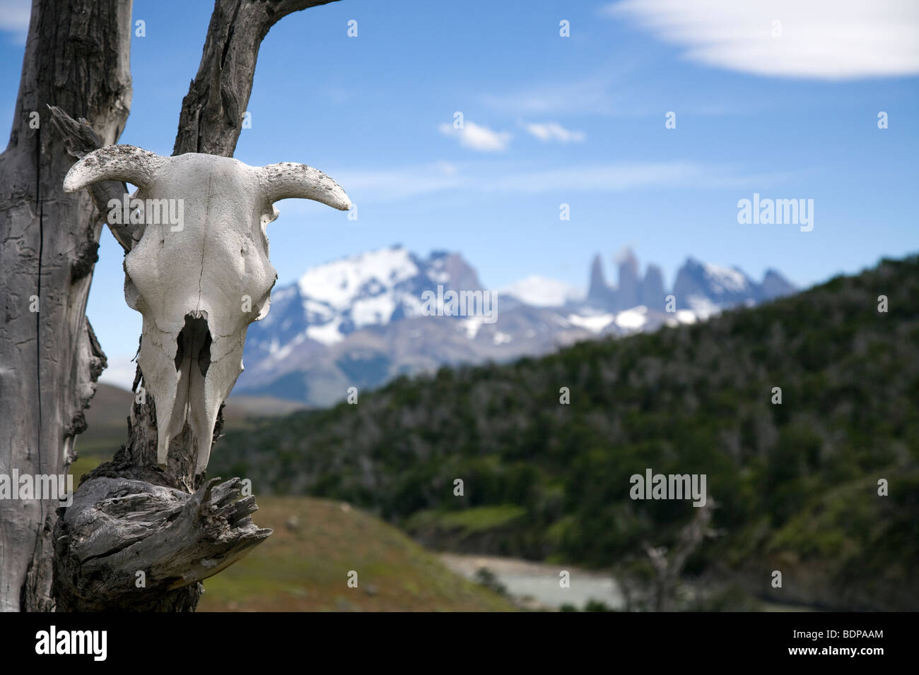 Goat skull nailed to tree, with view of the towers of Torres del Paine ...