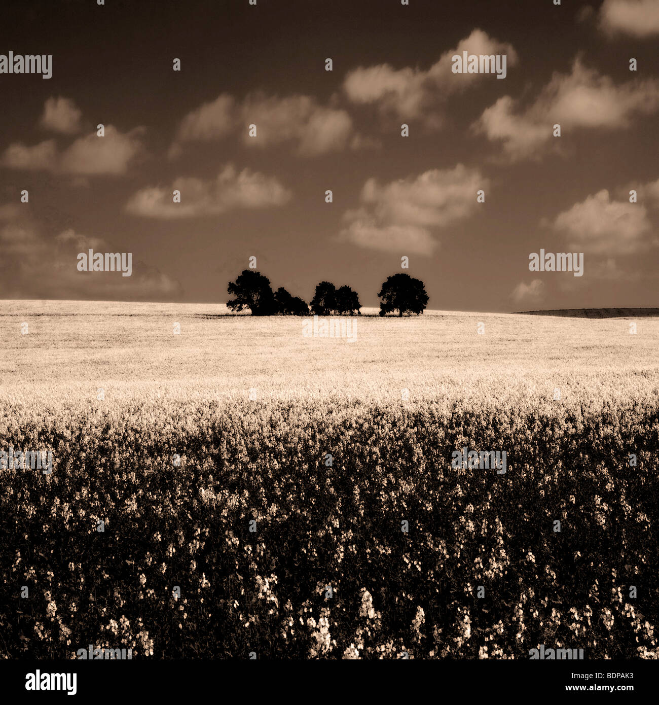 A group of trees in a field Stock Photo - Alamy