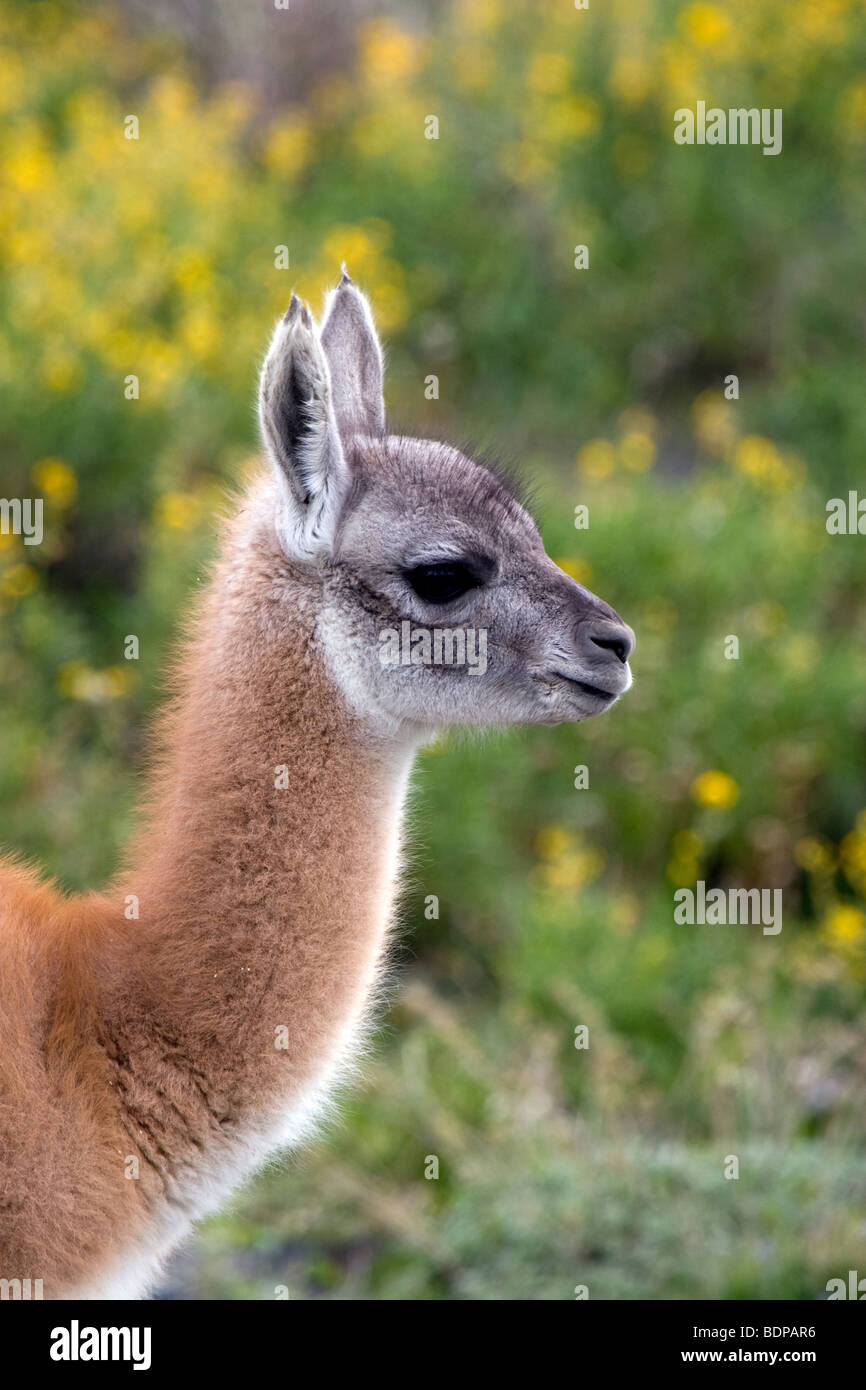 Guanaco (Lama guanicoe), Torres del Paine, Chile Stock Photo - Alamy