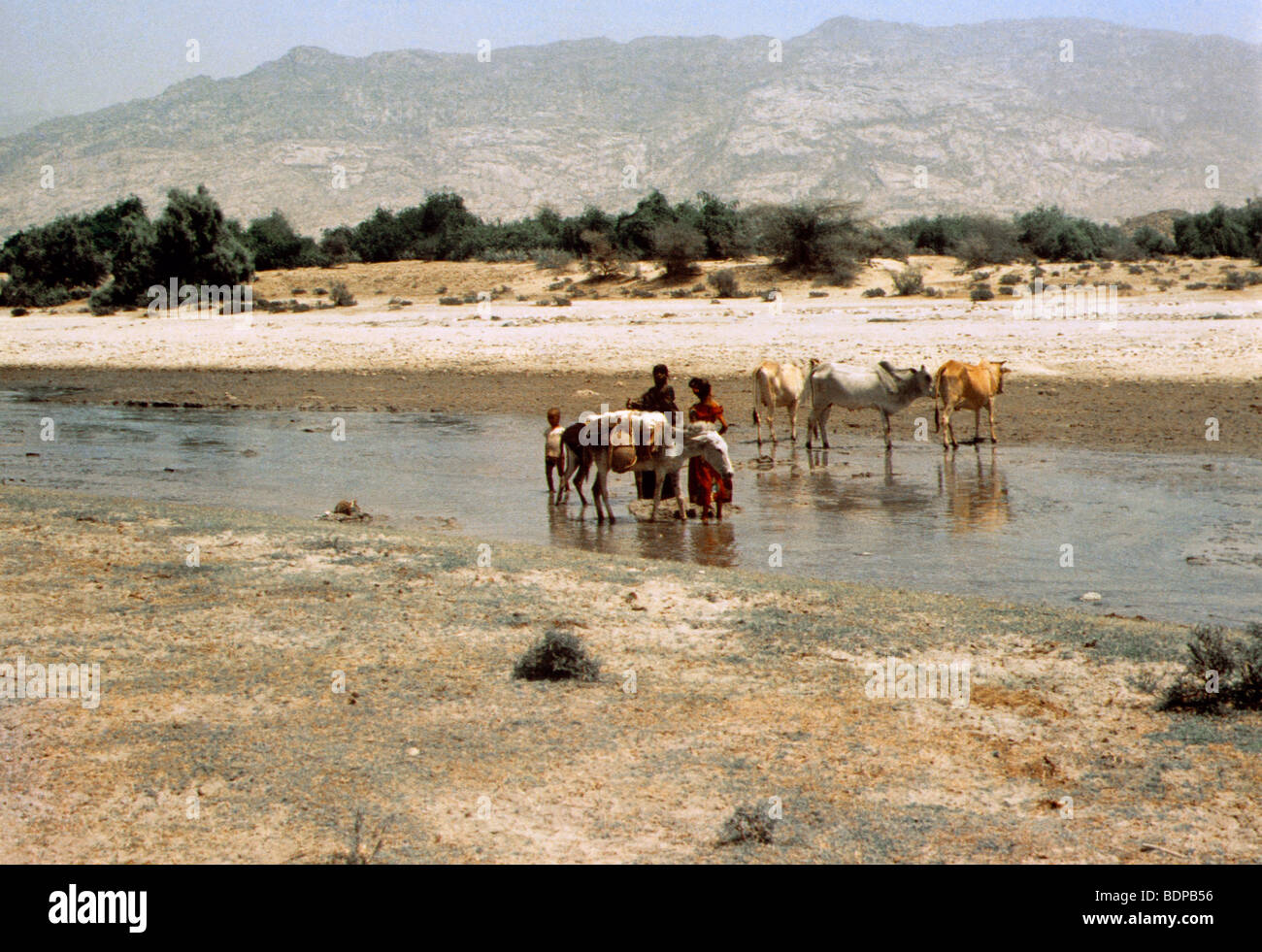 Wadi Gizan Saudi Arabia Women With Donkeys & Cattle In River Stock ...