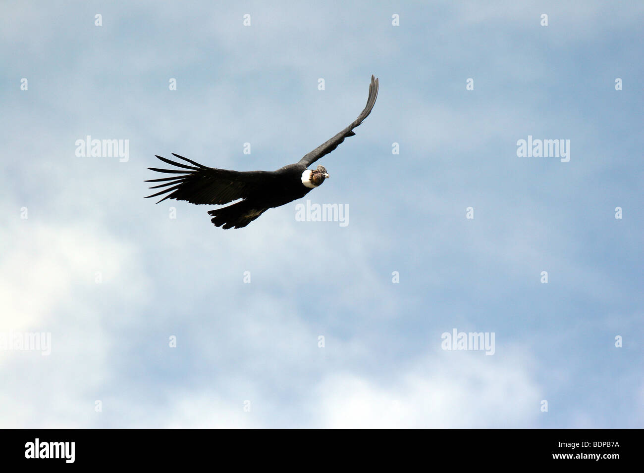 Andean condor chile hi-res stock photography and images - Alamy