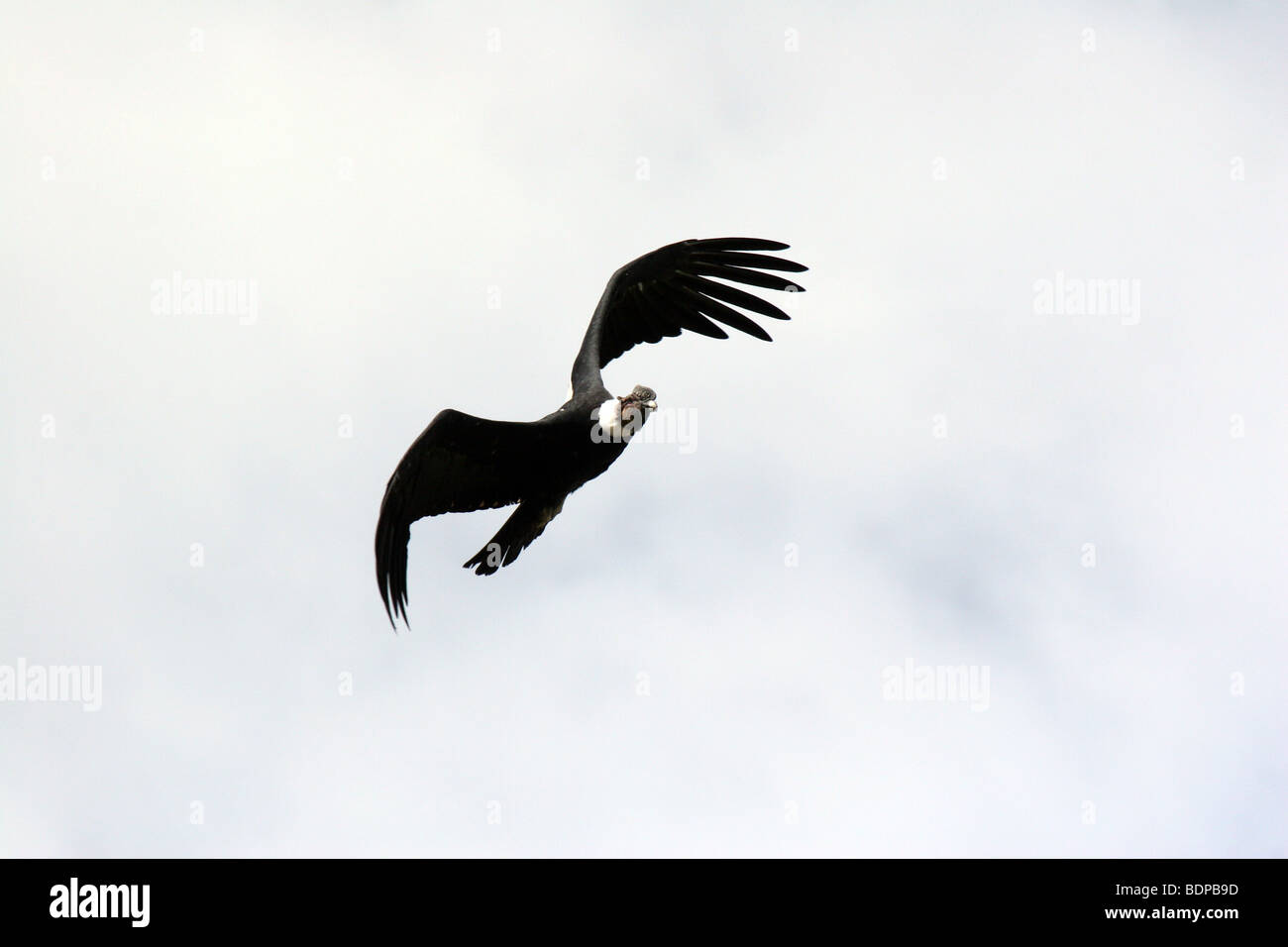 Andean Condor Chile High Resolution Stock Photography and Images - Alamy