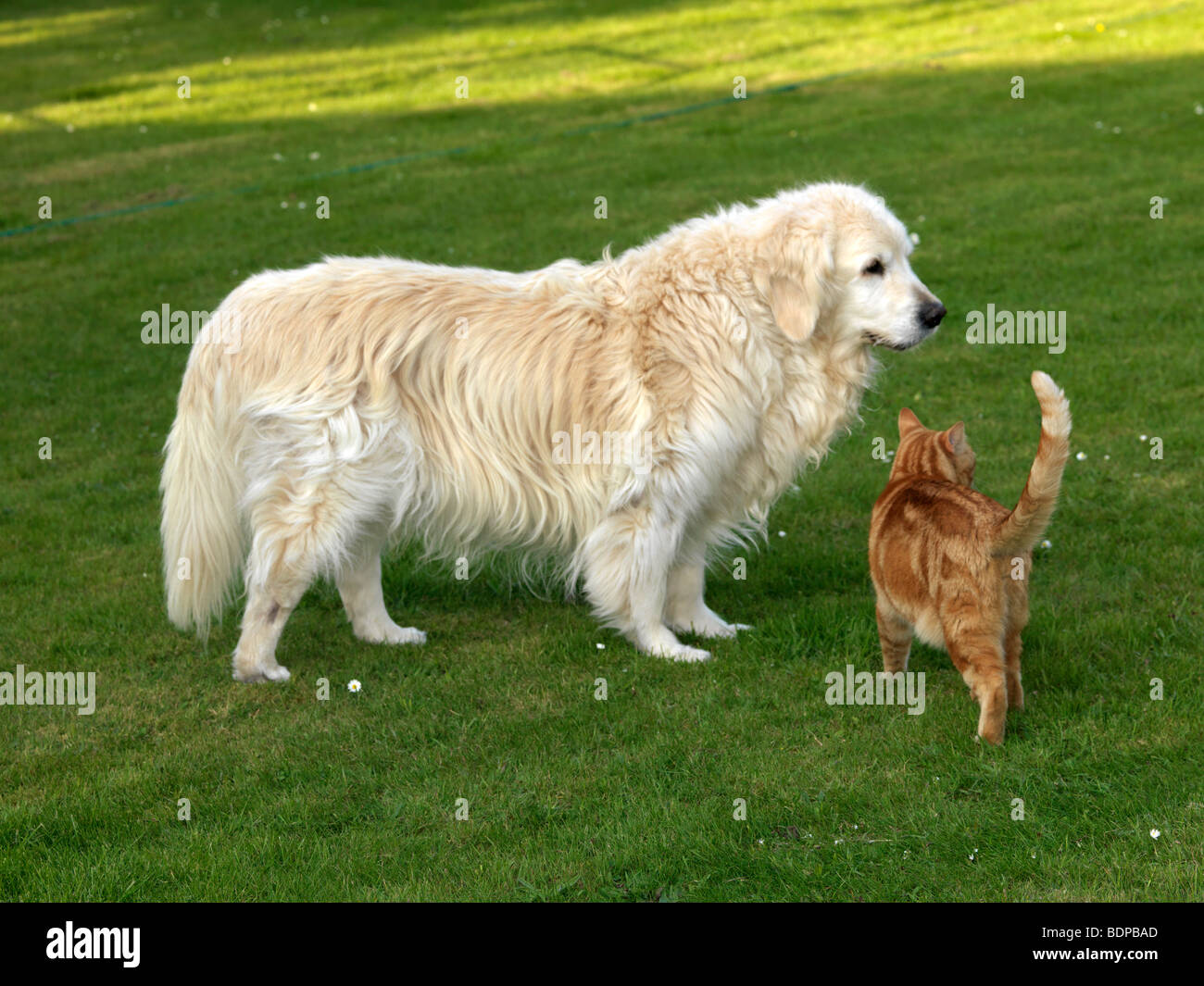 Ginger Red Tom Cat Greeting With Tail in the Air Stock Photo - Alamy