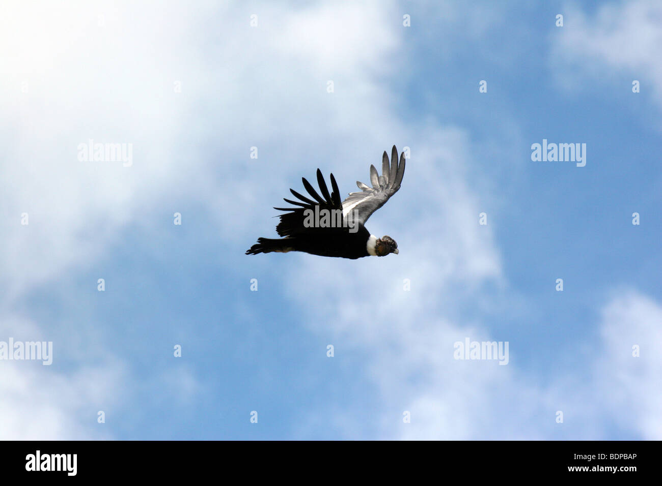 Wild male Andean Condor in flight, Torres del Paine, Chile Stock Photo ...