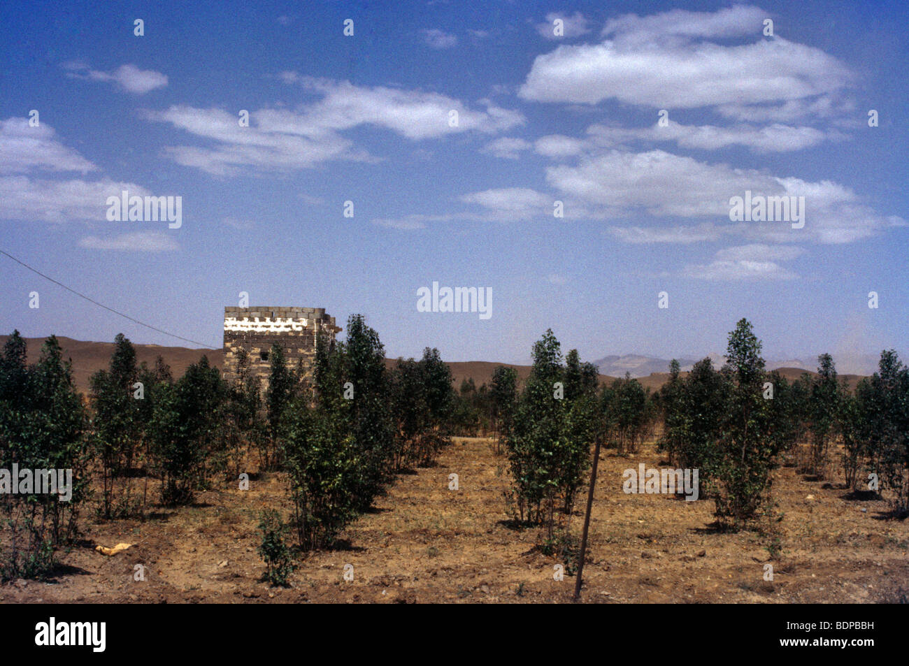 Qat growing yemen hi-res stock photography and images - Alamy