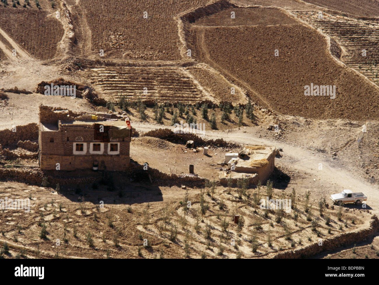 Qat growing yemen hi-res stock photography and images - Alamy