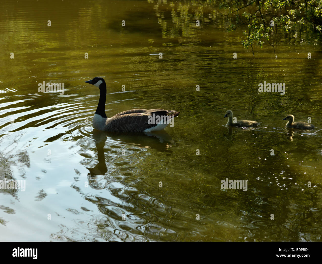 Stew Pond Epsom High Resolution Stock Photography and Images - Alamy