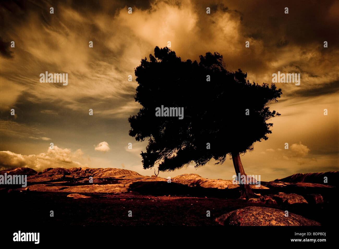 Lone tree in setting hi-res stock photography and images - Alamy