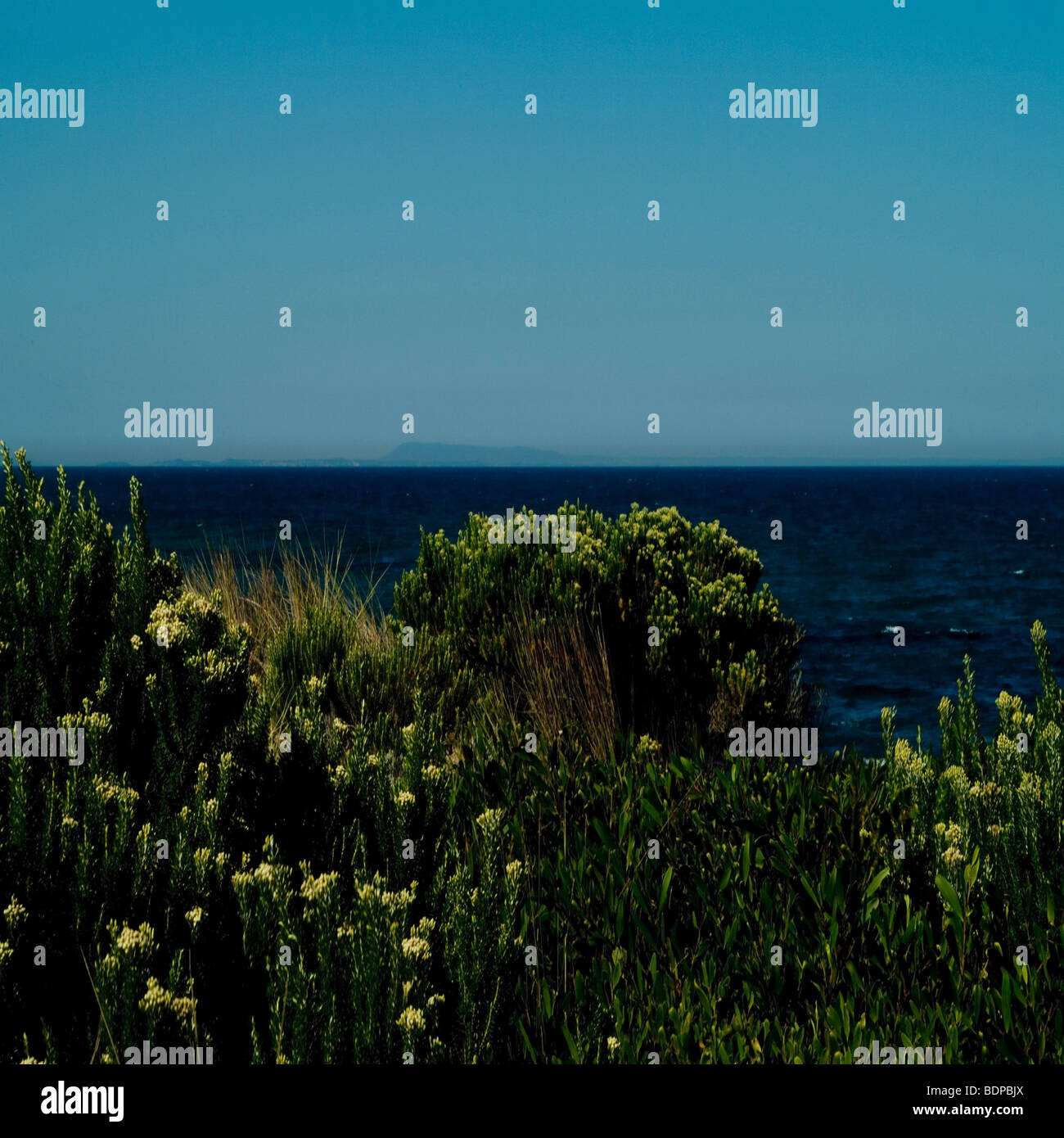 An ocean view over foliage Stock Photo - Alamy