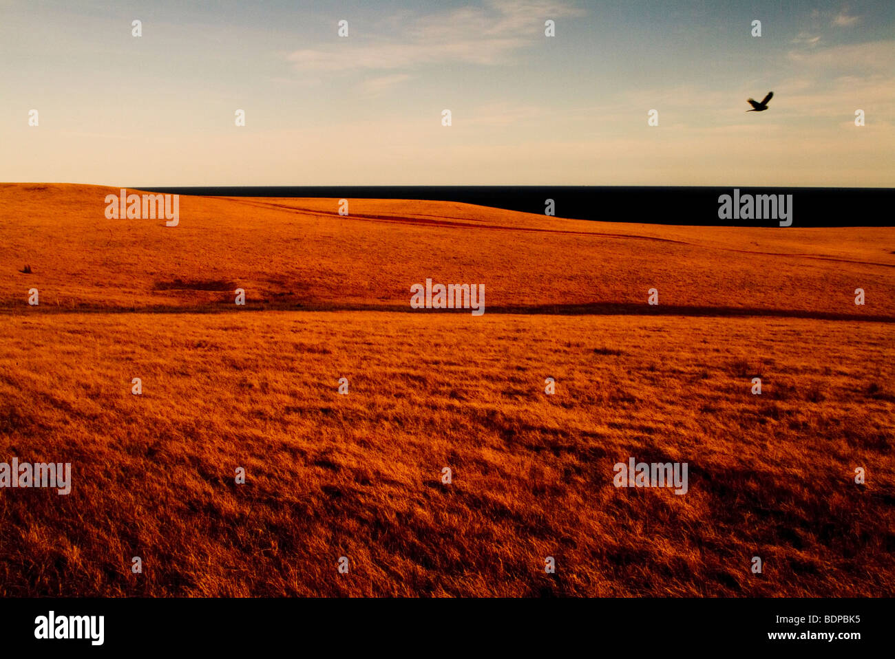 A bird flying across open ground Stock Photo - Alamy
