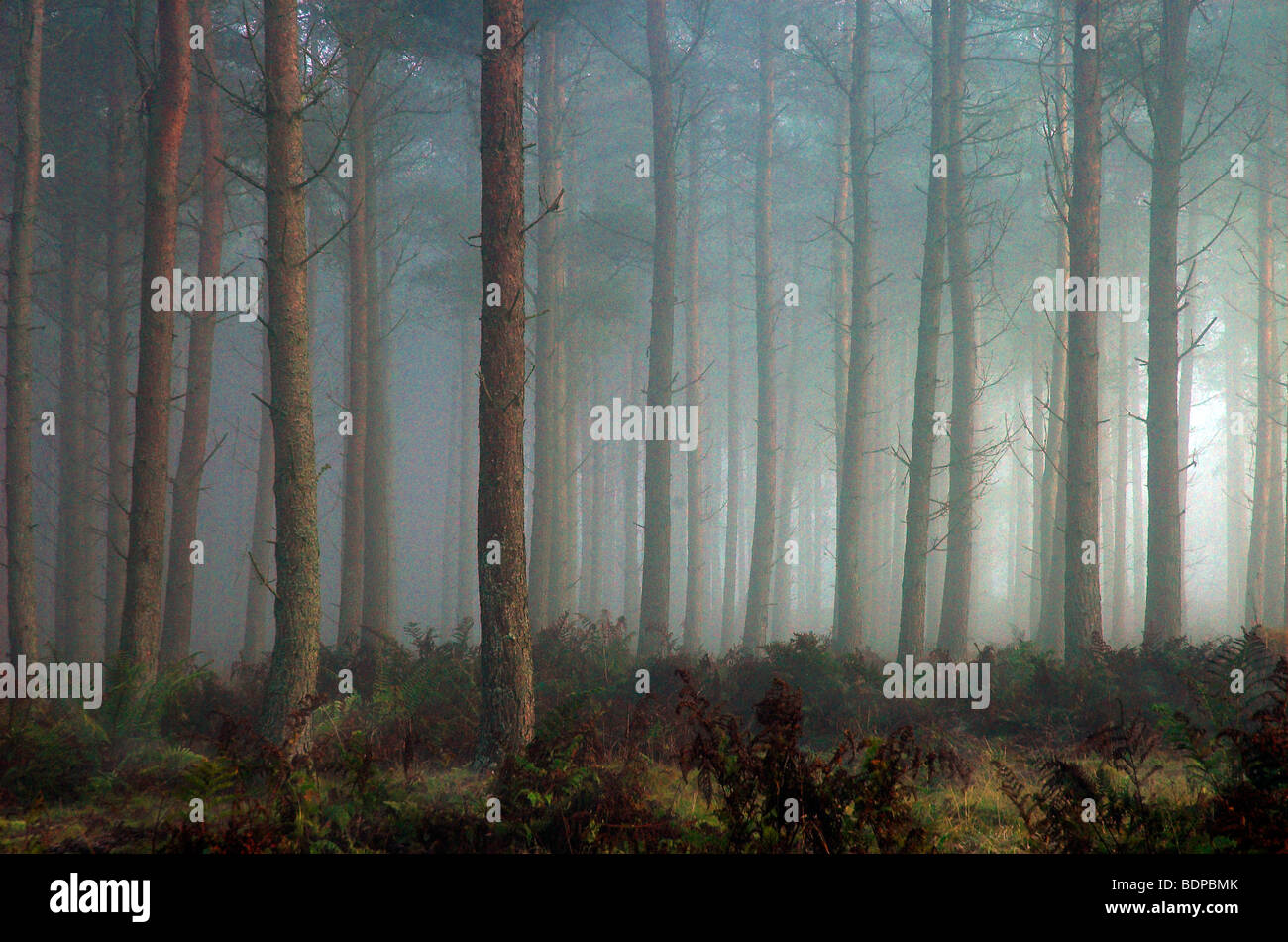 A forest of pine trees in mist Stock Photo - Alamy