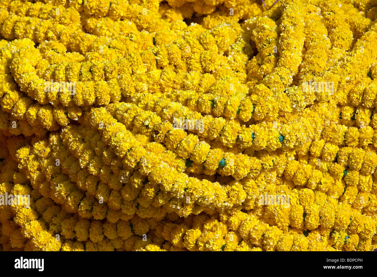 India yellow flower hi-res stock photography and images - Alamy