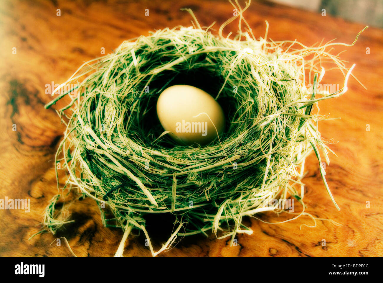 Close-up of a nest with egg Stock Photo - Alamy