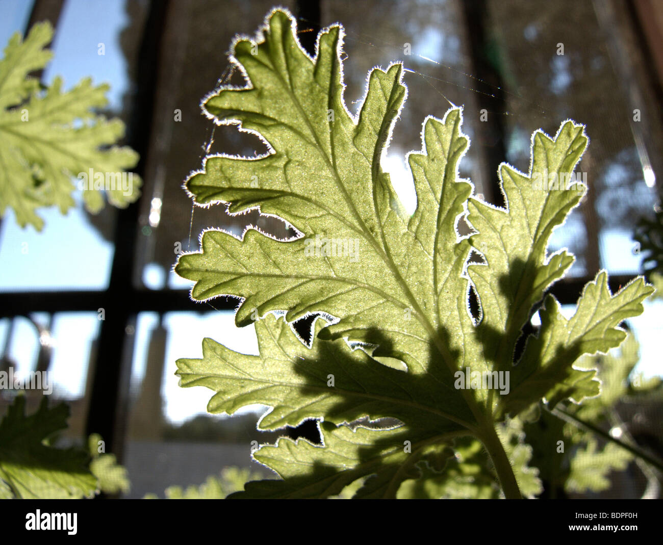 Lemon geranium (Pelargonium crispum) in a window Stock Photo - Alamy
