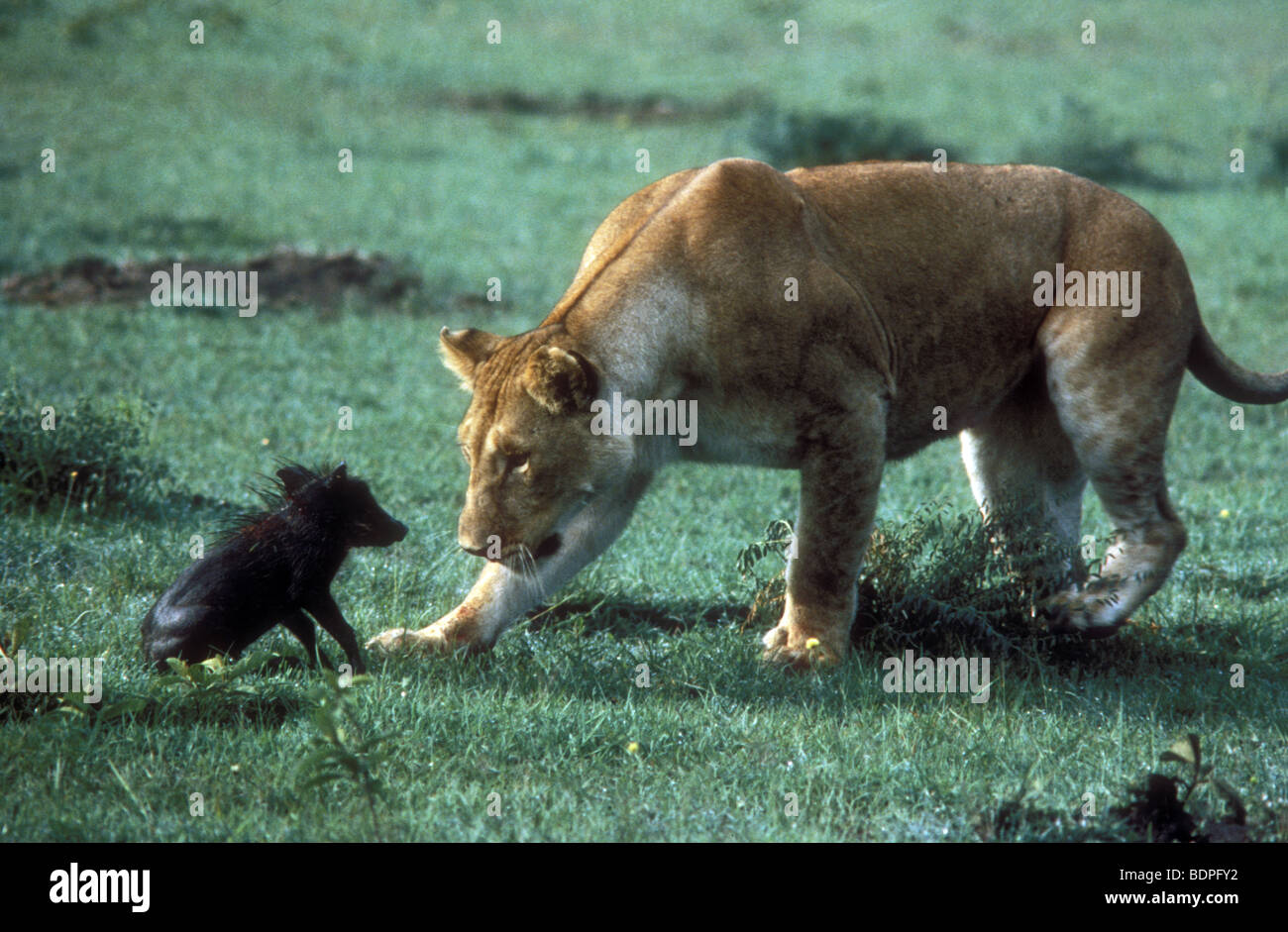Lioness playing cat and mouse with baby warthog which she has just ...