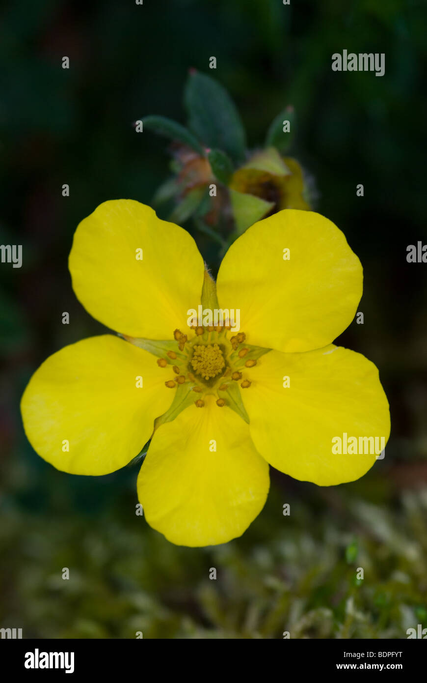 potentilla verna flower nana Stock Photo - Alamy