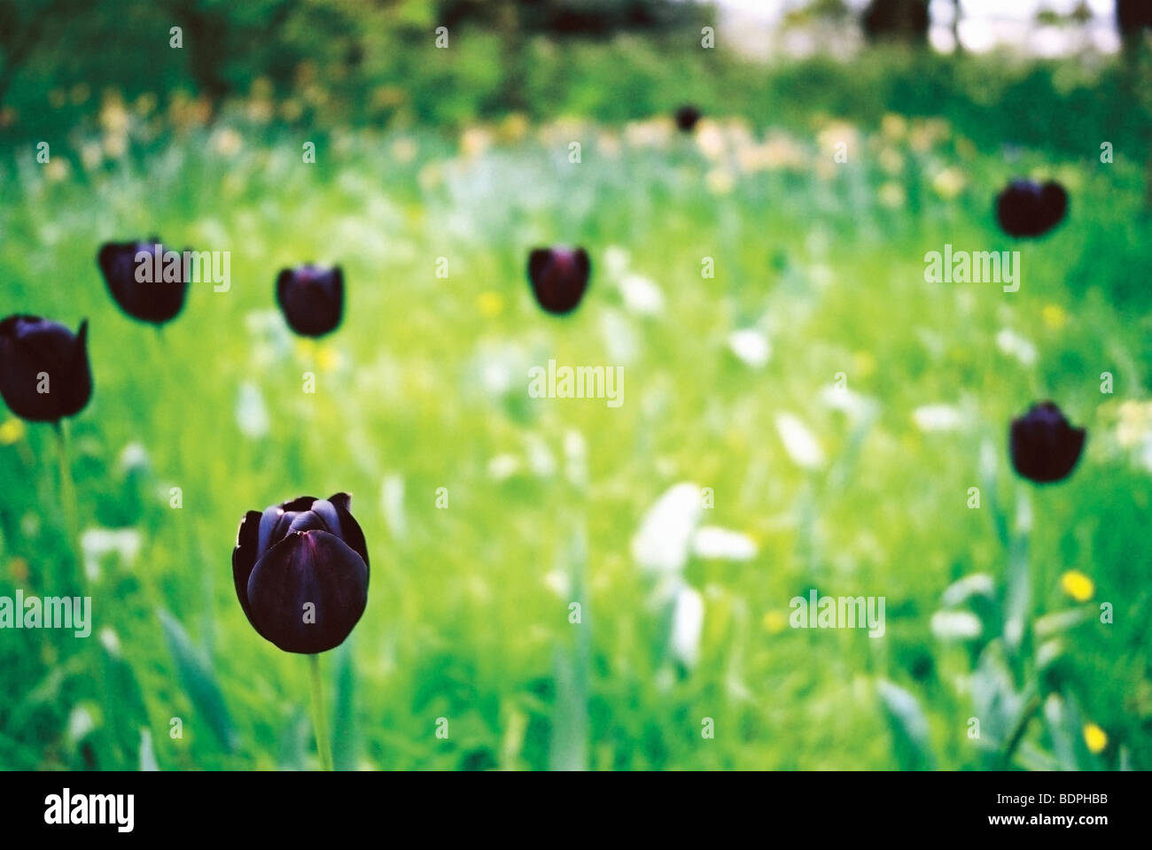 Dark tulips growing in a field Stock Photo - Alamy