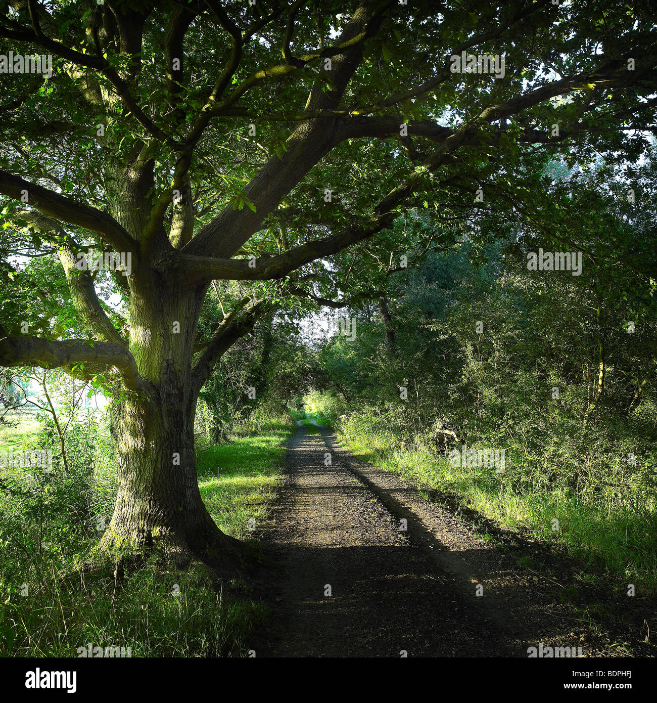 rural scene of suffolk Stock Photo - Alamy