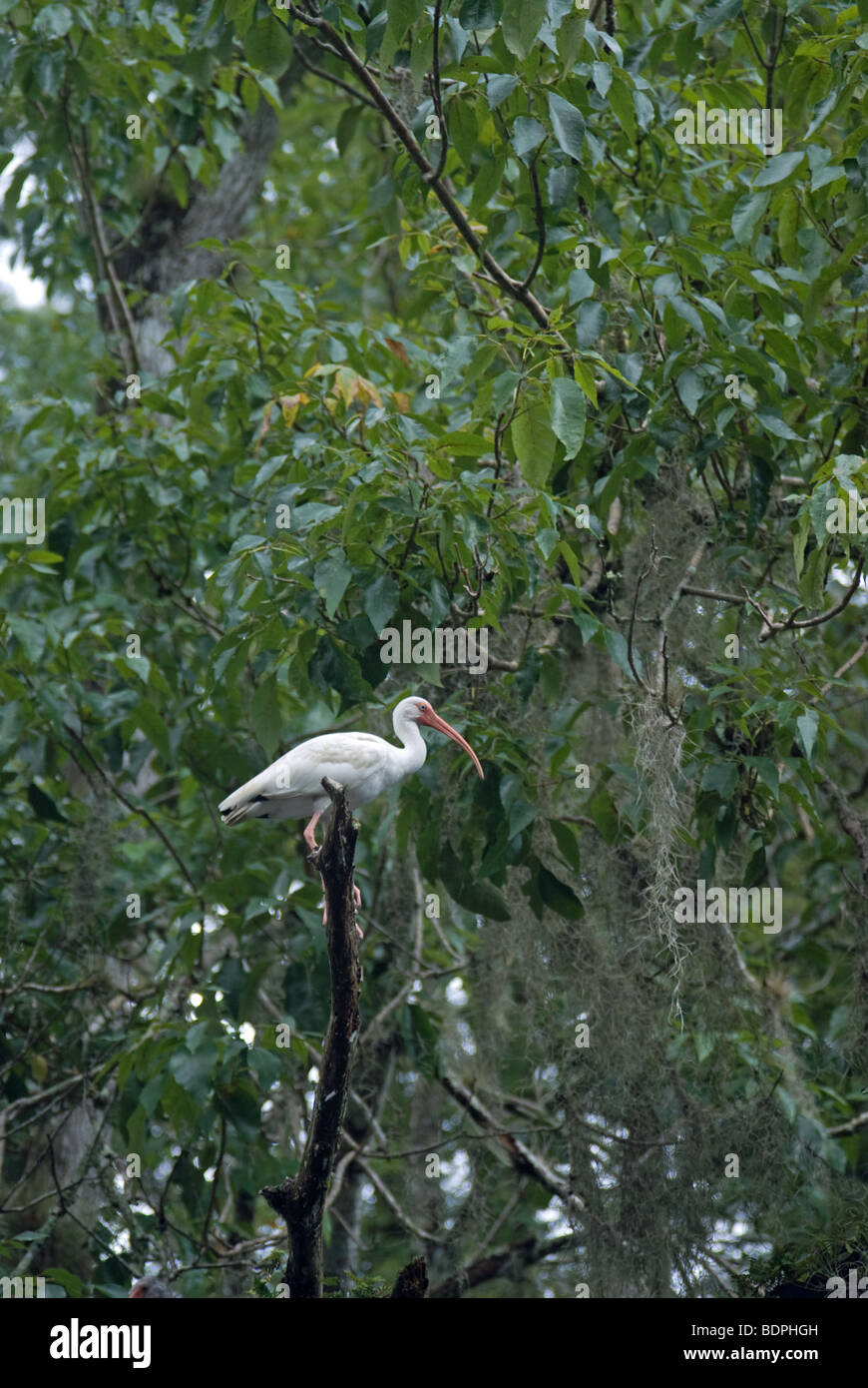 Silver stork hi-res stock photography and images - Alamy