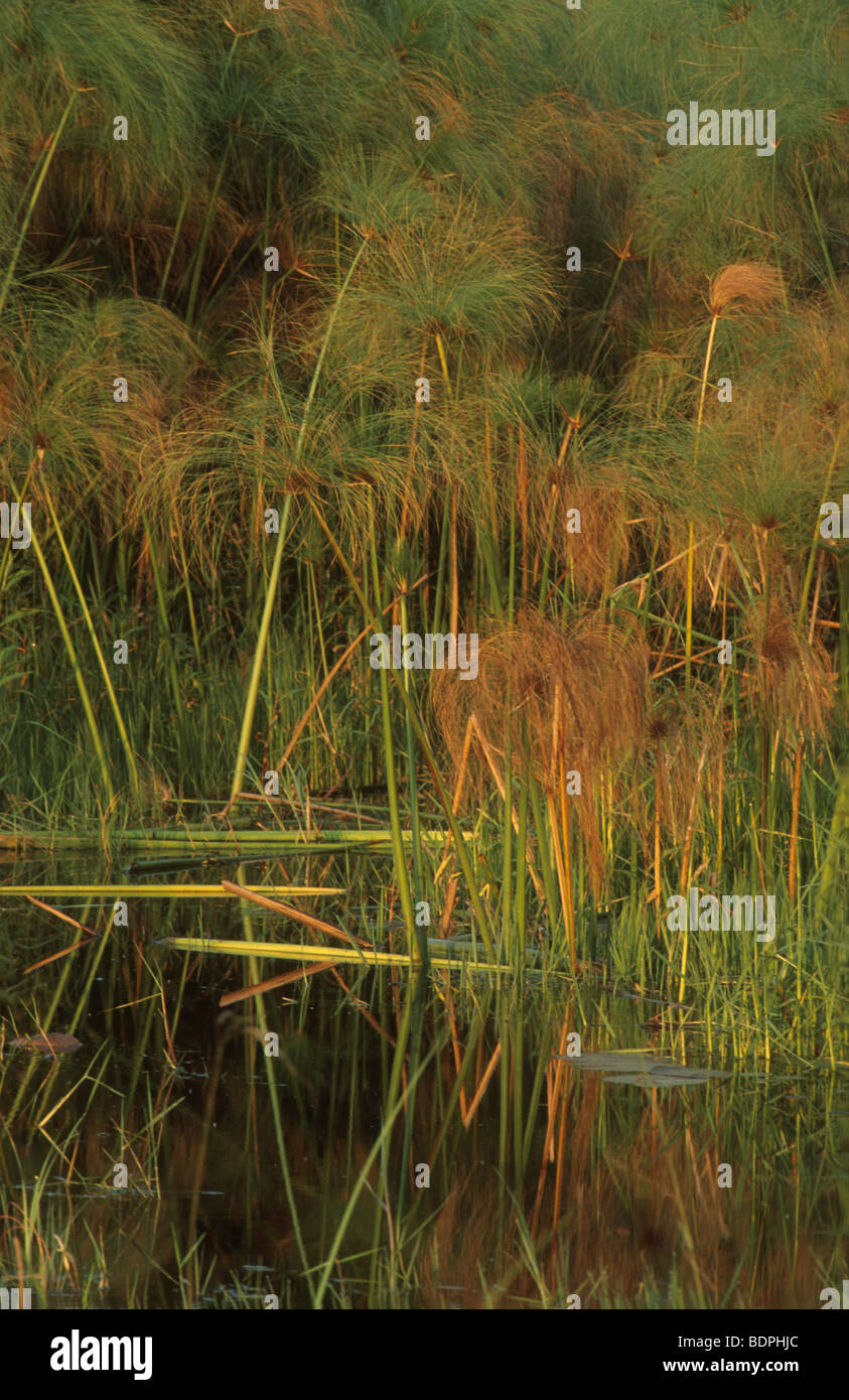 Okavango river papyrus hi-res stock photography and images - Alamy
