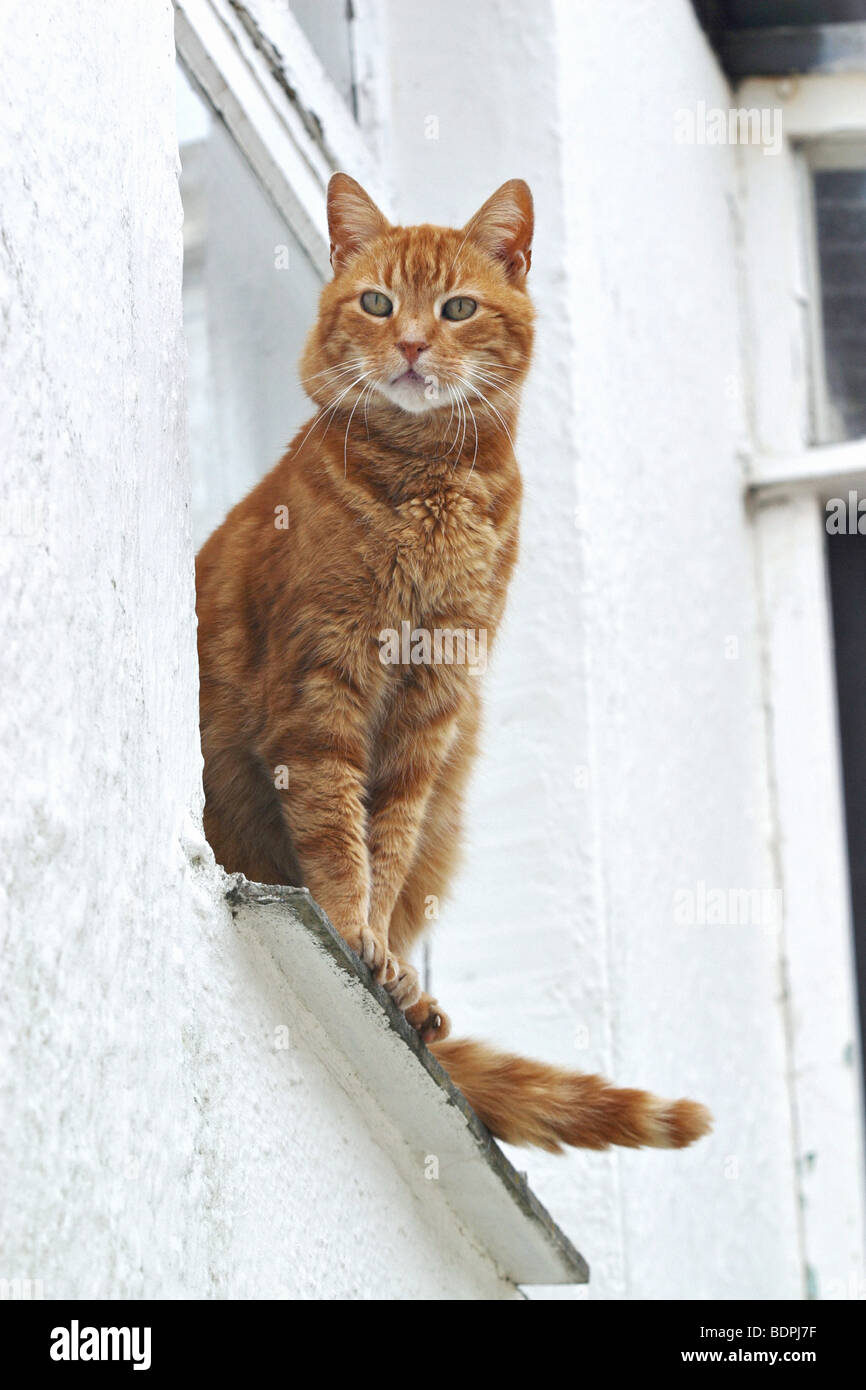 Ginger cat sitting on a window ledge Stock Photo - Alamy
