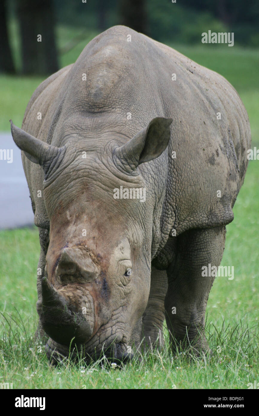 Angry rhino hi-res stock photography and images - Alamy