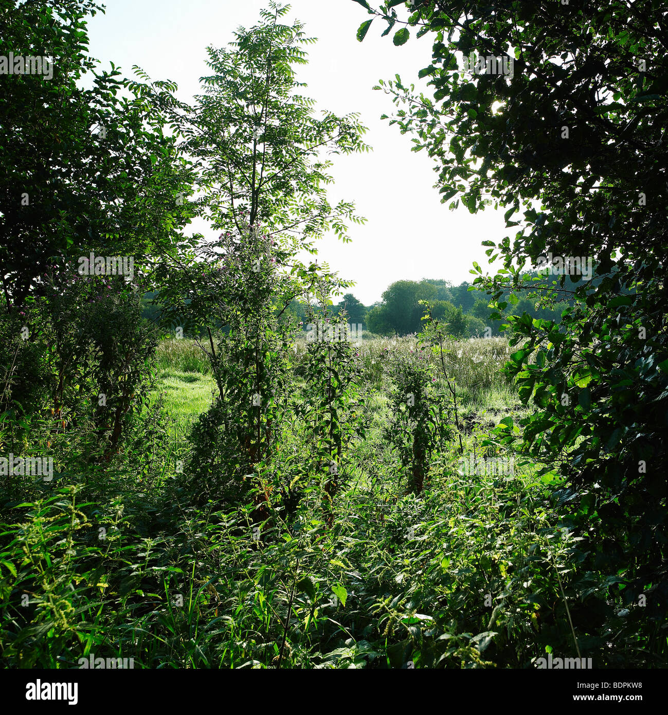 rural scene of suffolk Stock Photo - Alamy