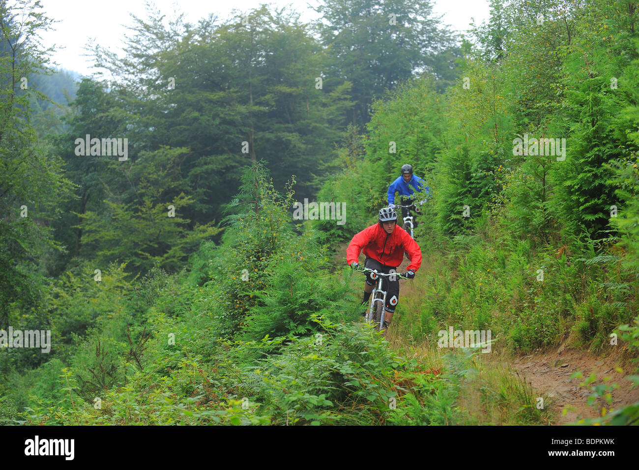 Two mountain bikers ride a trail in forestry near Cwmcarn in South ...
