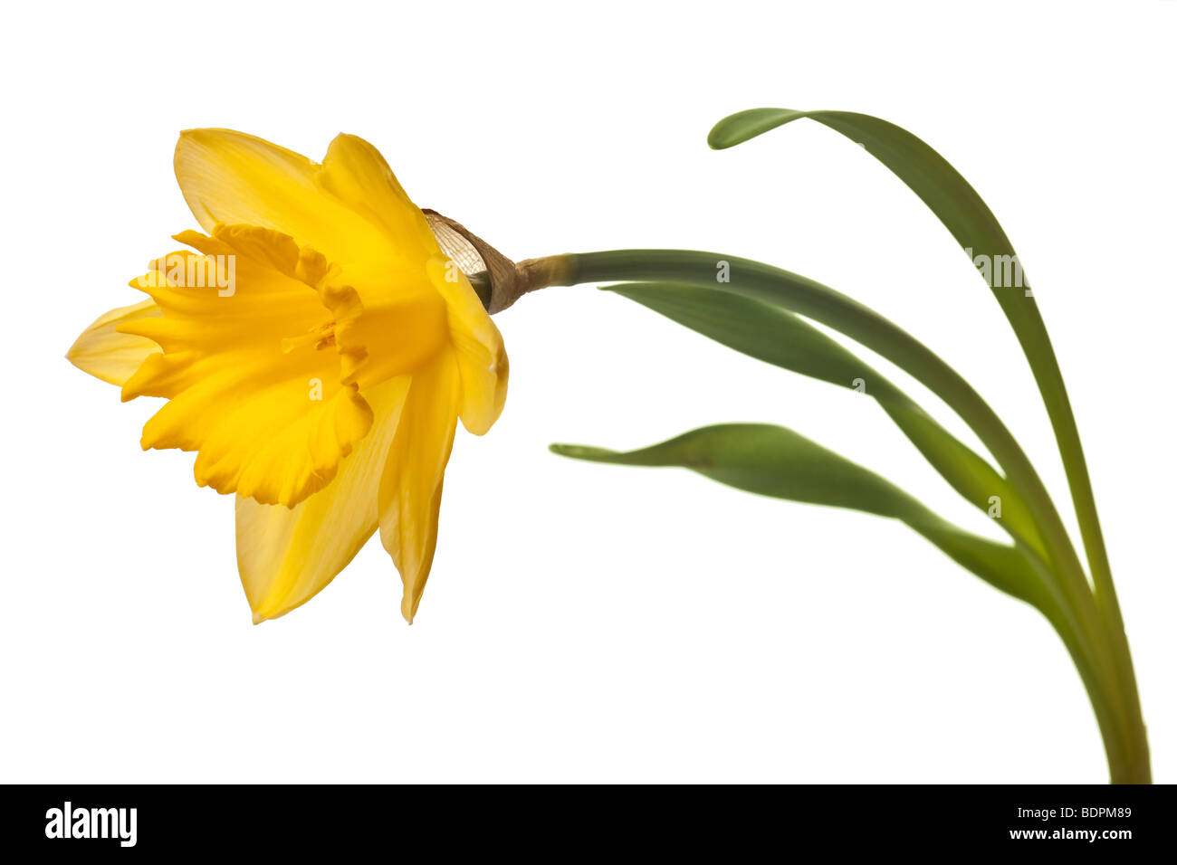 yellow daffodil isolated on a white background Stock Photo - Alamy