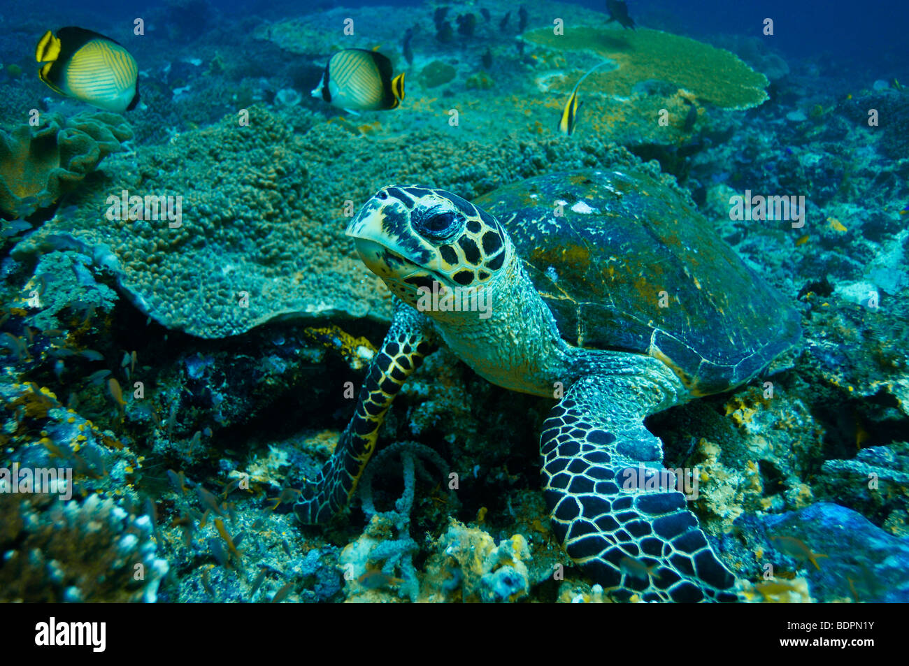 Green Turtle (Chelonia mydas), Komodo National Park, Indonesia ...