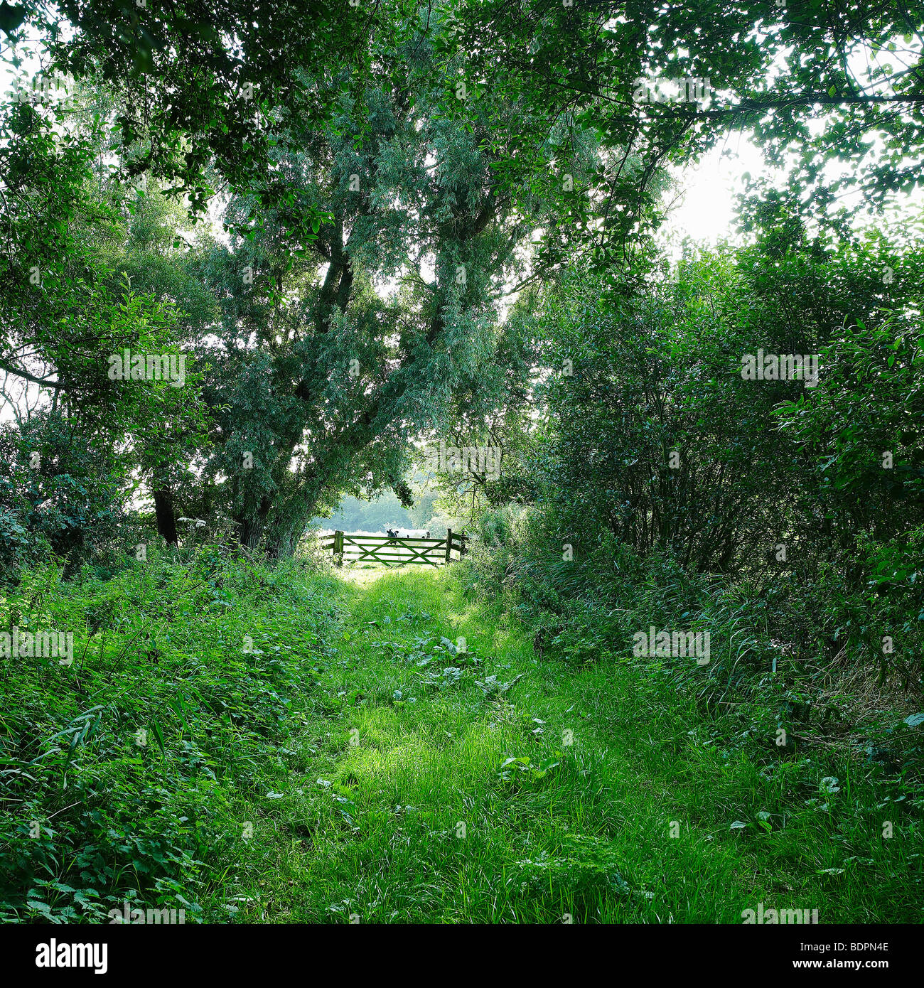 field with gate Stock Photo - Alamy