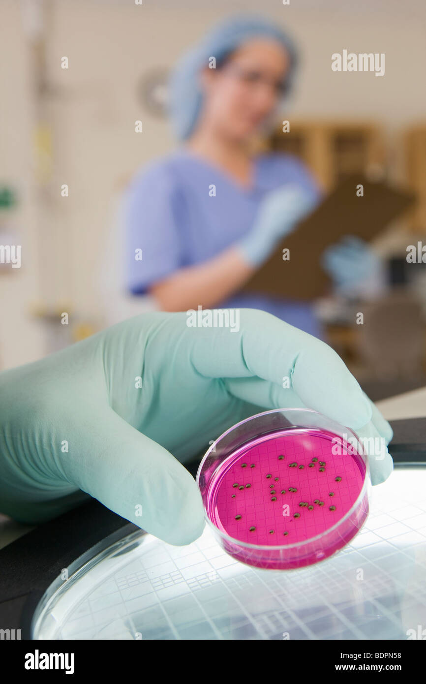 Bacterial sample hi-res stock photography and images - Alamy