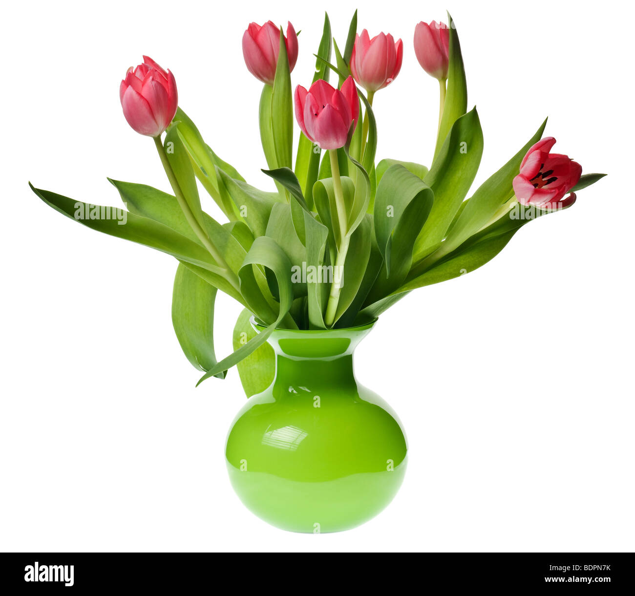 White tulips on pink Cut Out Stock Images & Pictures - Alamy