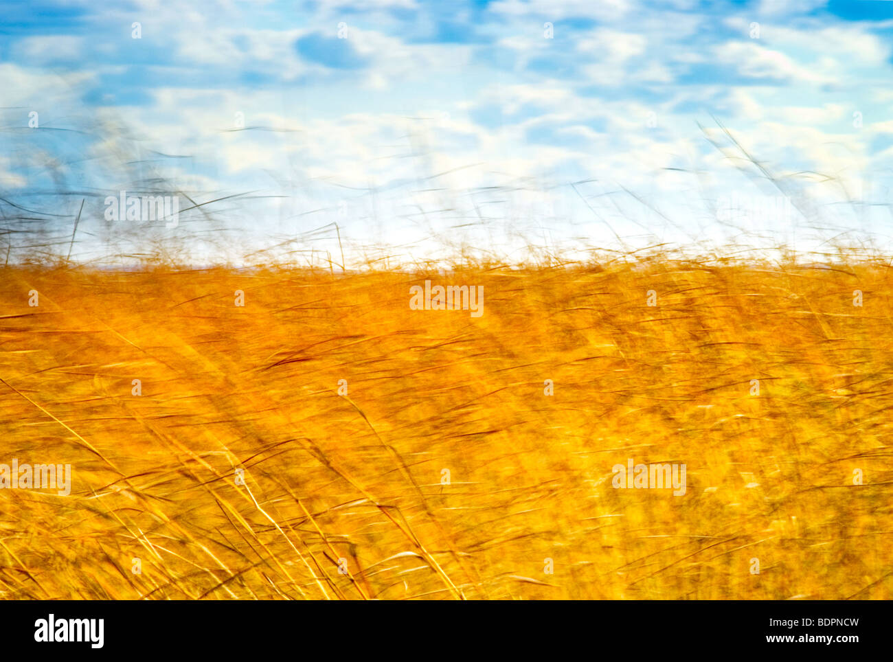 A field of golden grass blowing in the wind Stock Photo - Alamy