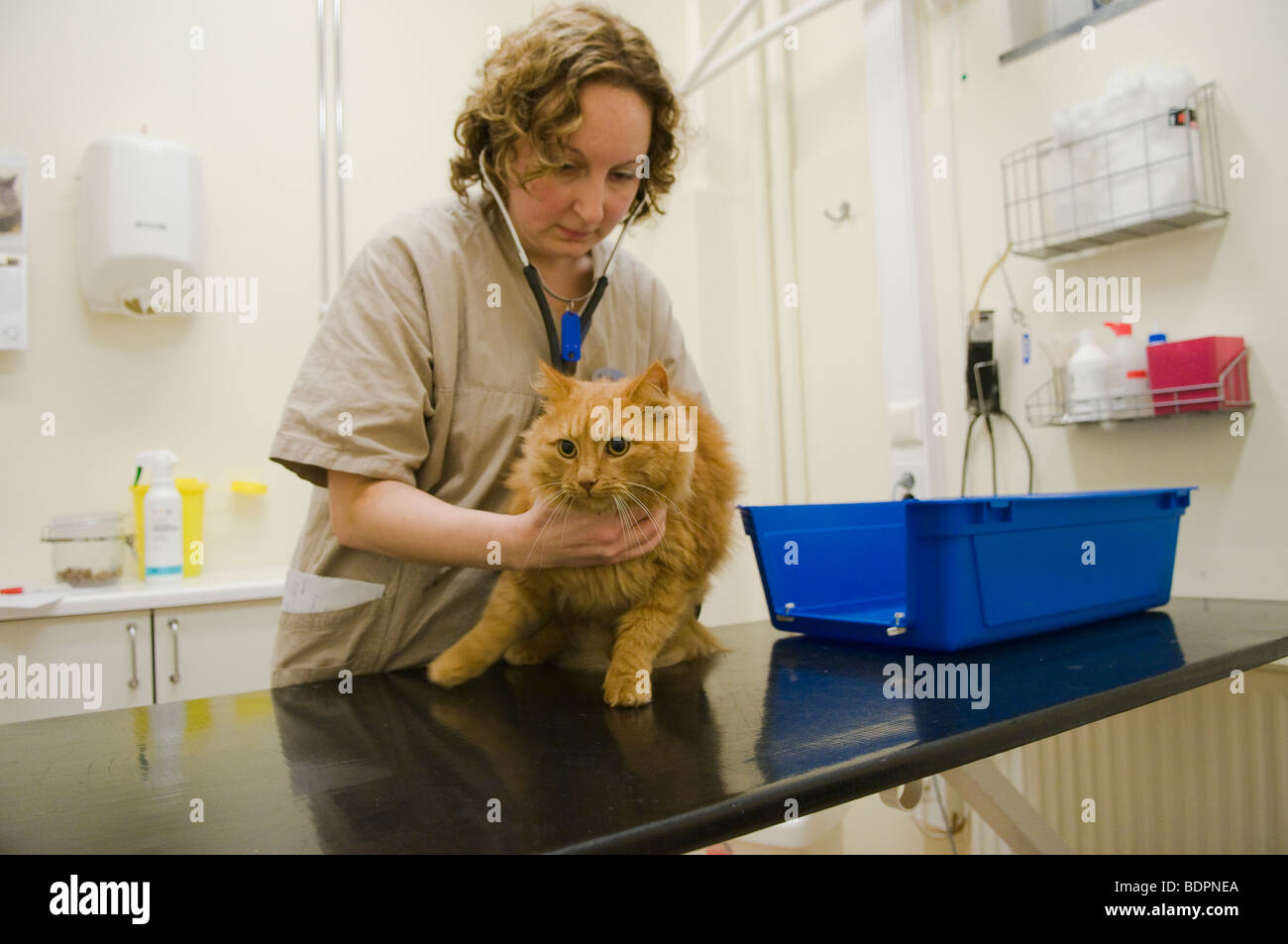 Veterinarian examination of a cat Stock Photo - Alamy