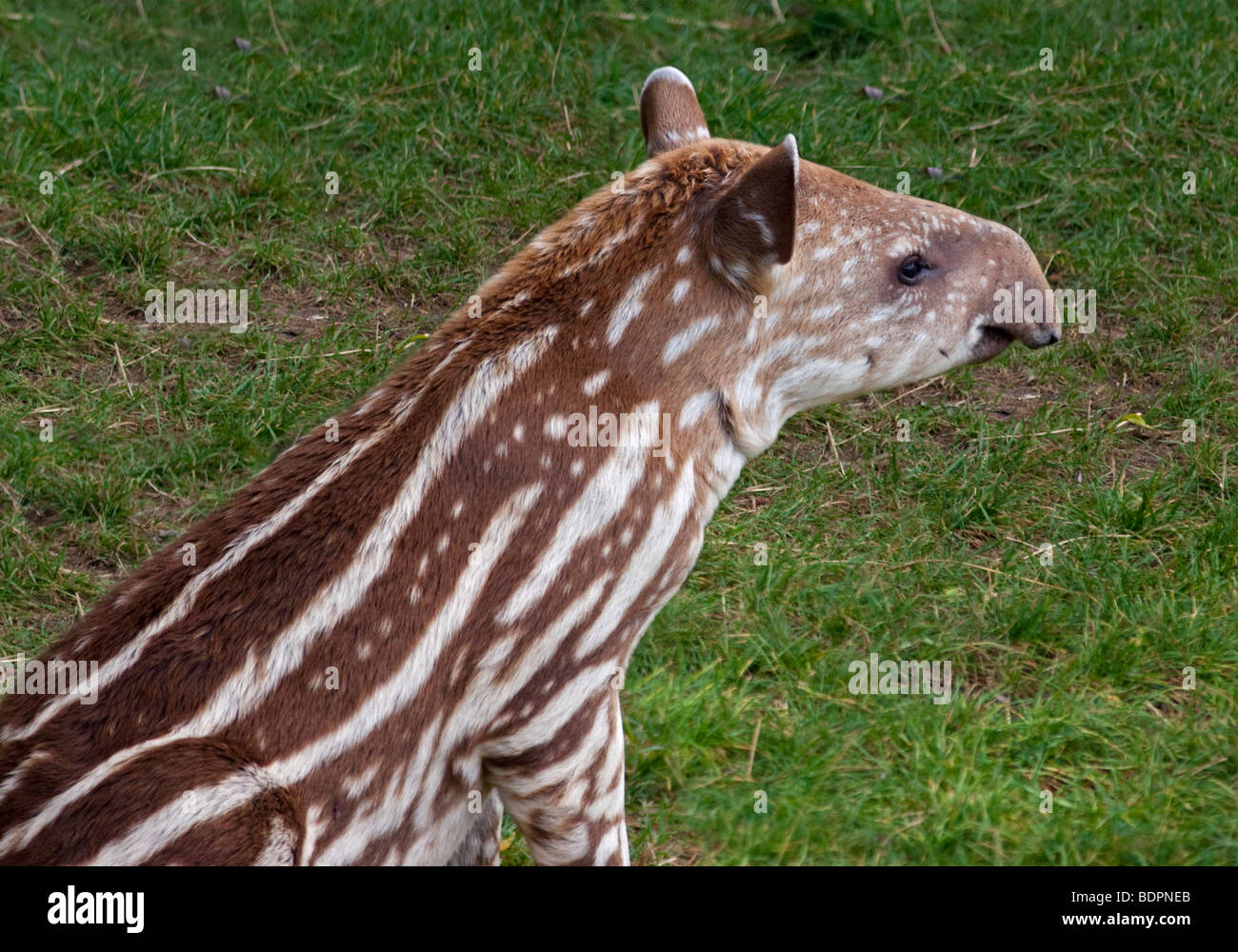 Tapir calves hi-res stock photography and images - Alamy
