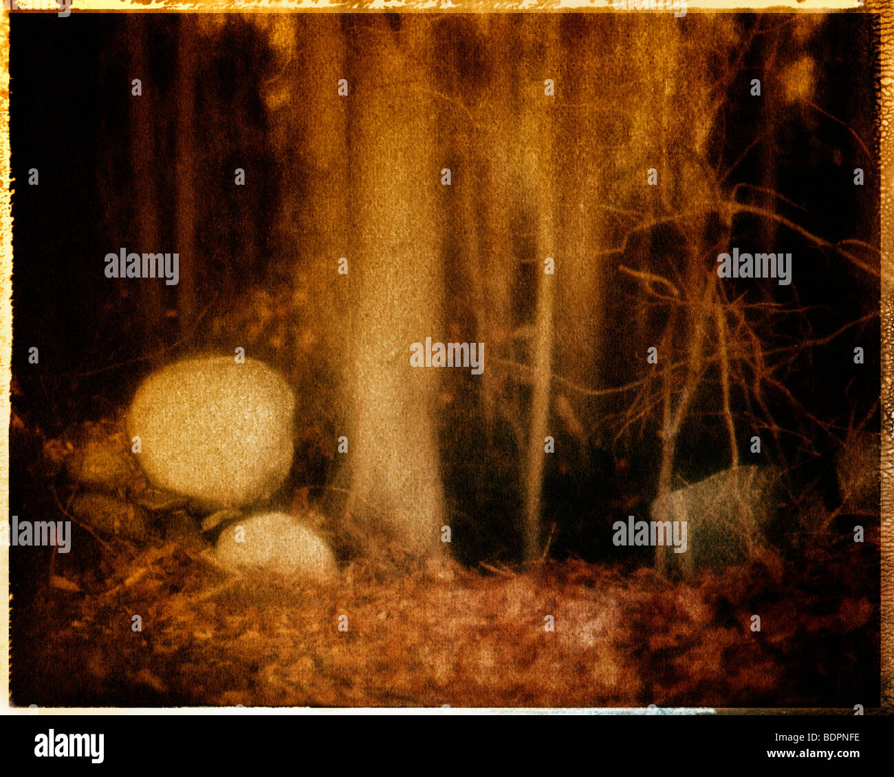 A dark woodland scene with trees Stock Photo - Alamy