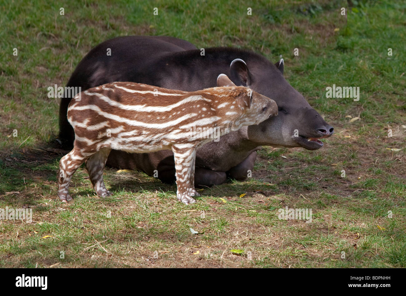 Tapir calves hi-res stock photography and images - Alamy