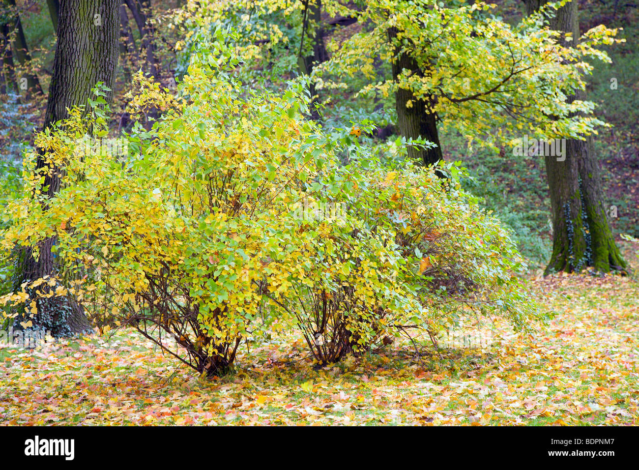 autumn green grass with abscised leafs and varicoloured bush in park ...
