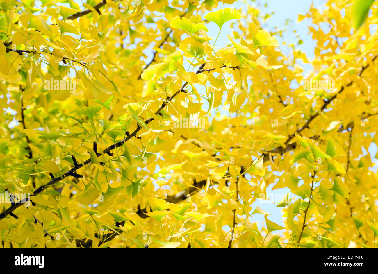Yellow dingo tree foliage natural autumn background Stock Photo - Alamy