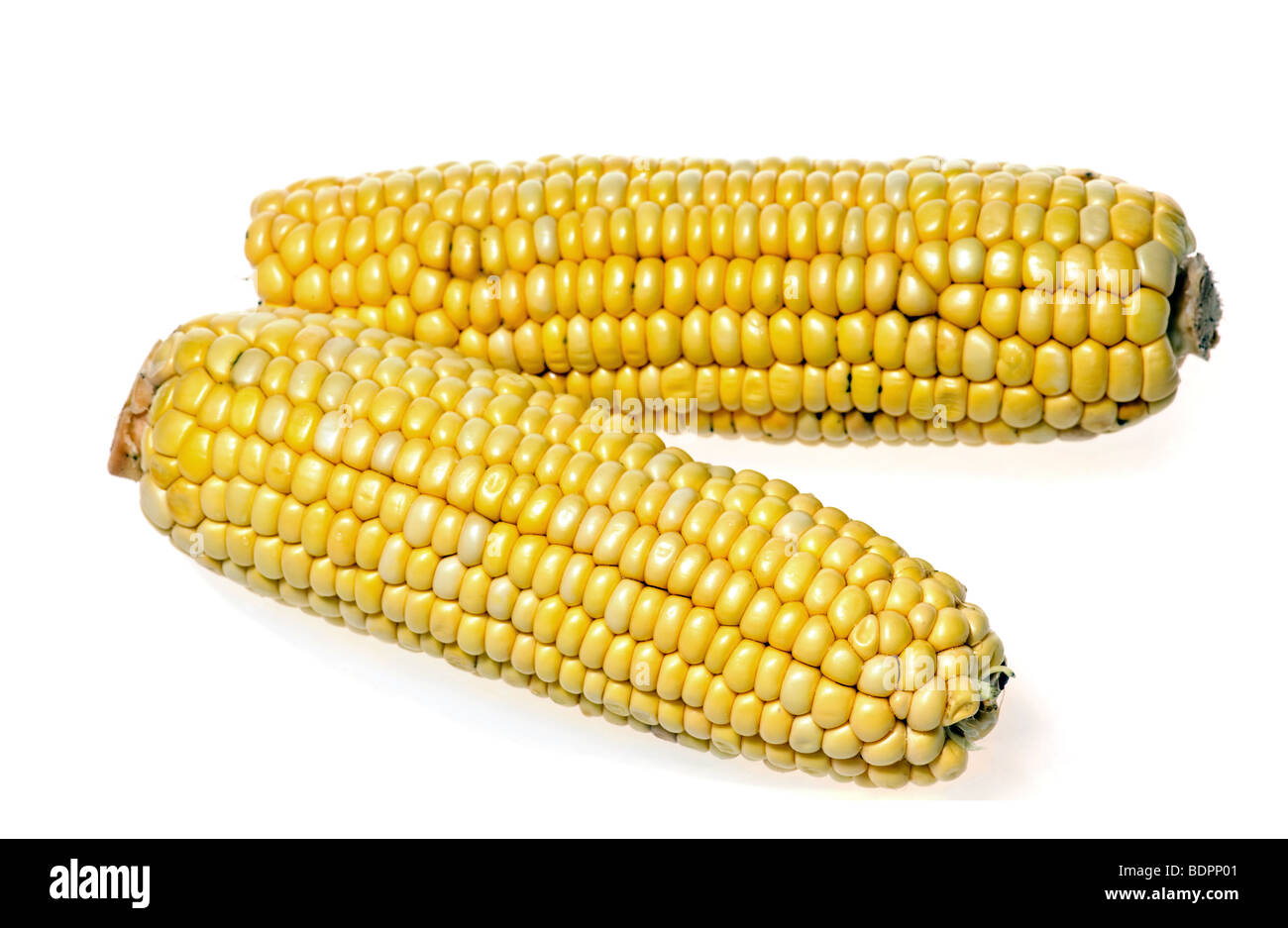 Two corn cobs isolated over white background Stock Photo - Alamy
