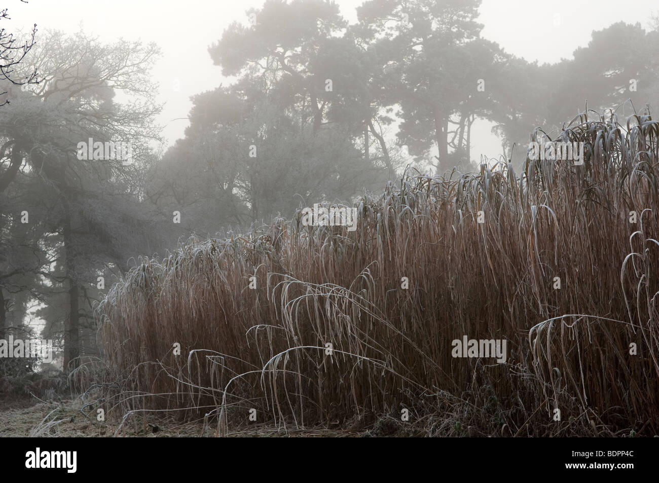 Winter countryside scene hi-res stock photography and images - Alamy