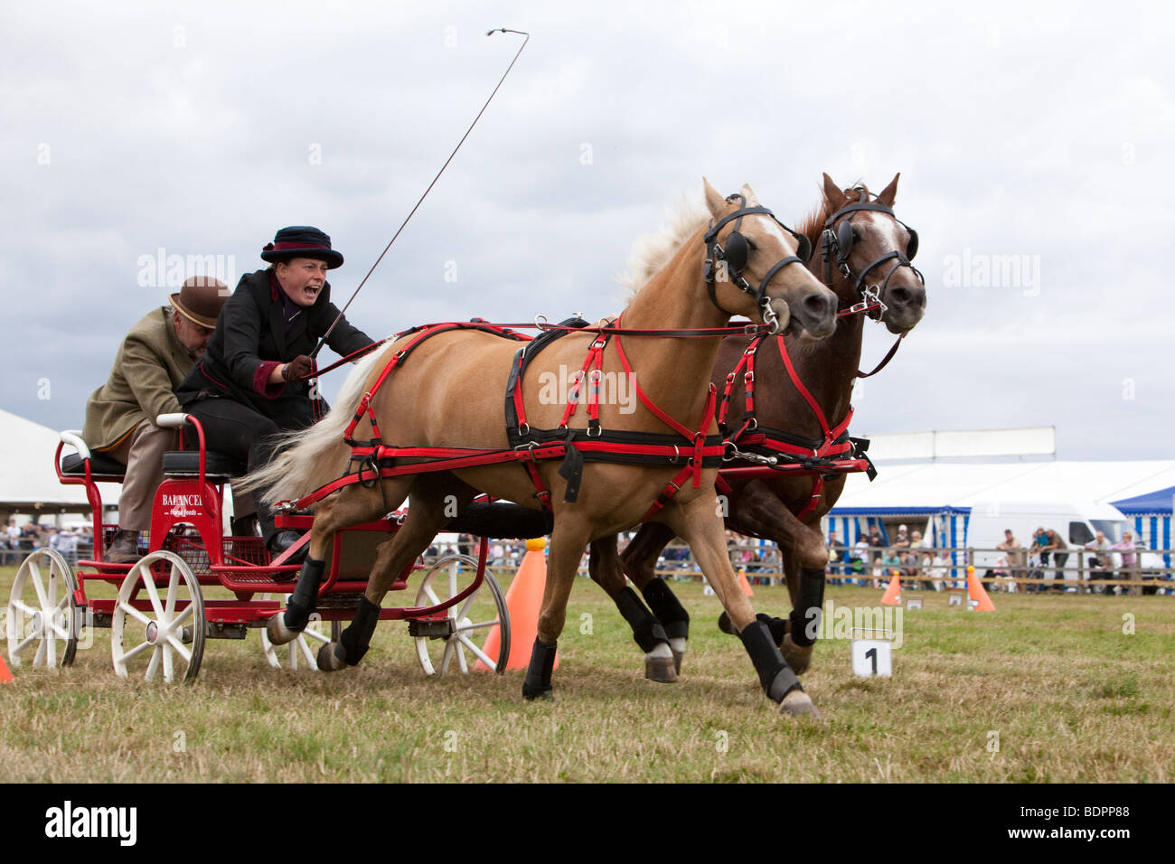 Scurry Racing or Double Harness Scurry Driving UK Stock Photo - Alamy