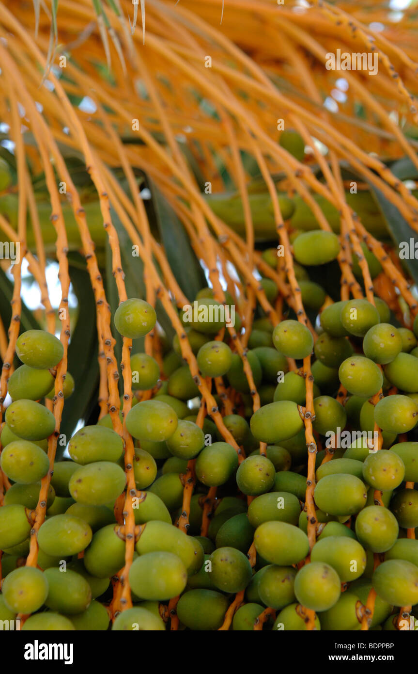 oil palm seeds Stock Photo - Alamy
