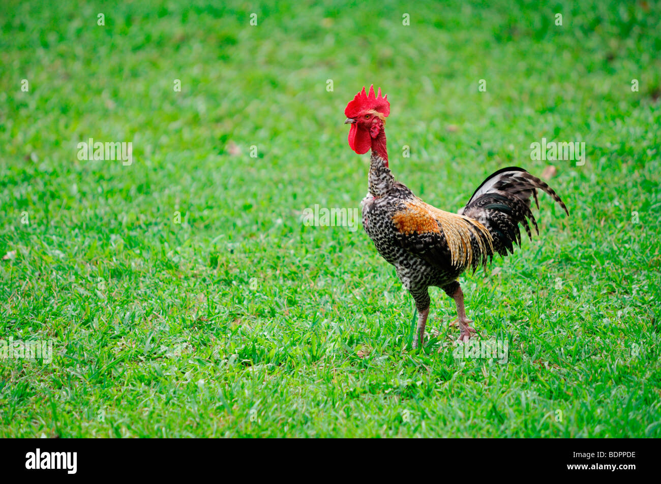Rooster walks in the green grass, Landscape Stock Photo - Alamy
