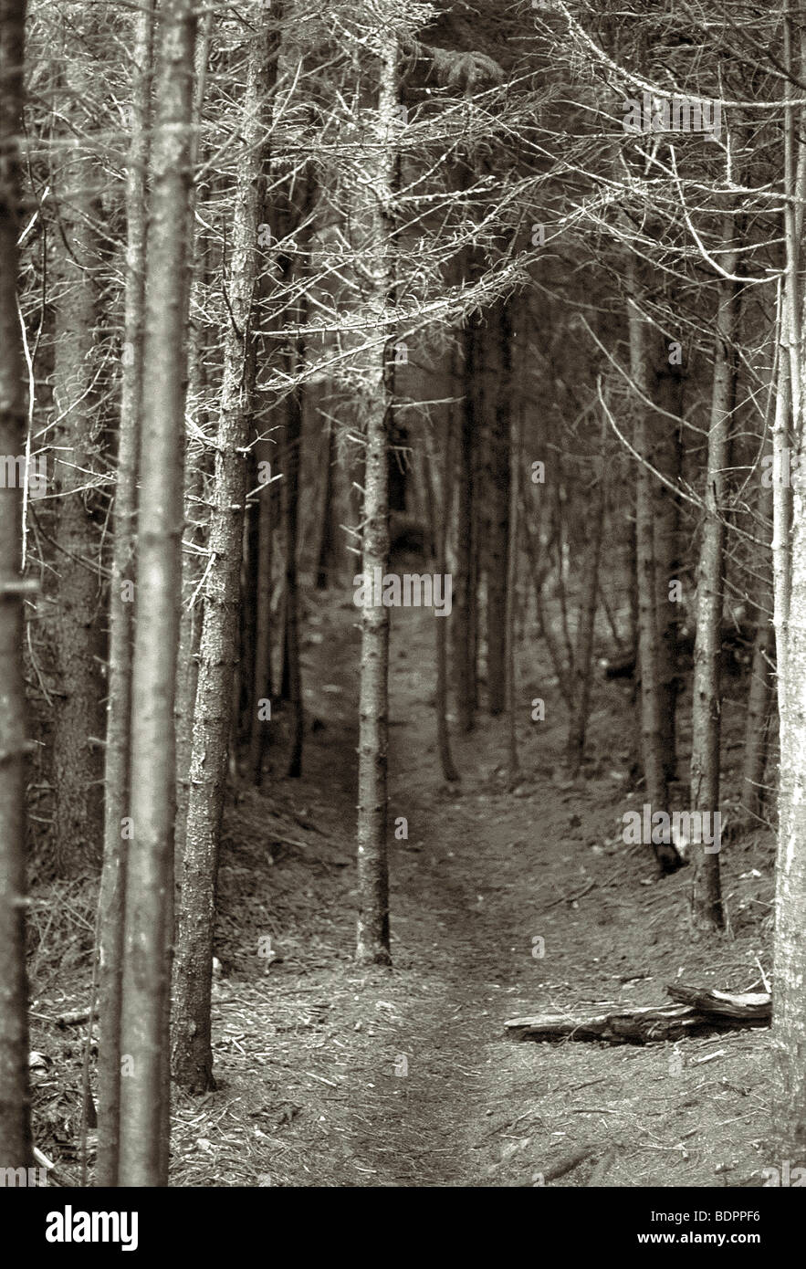 A path through the woods Stock Photo - Alamy