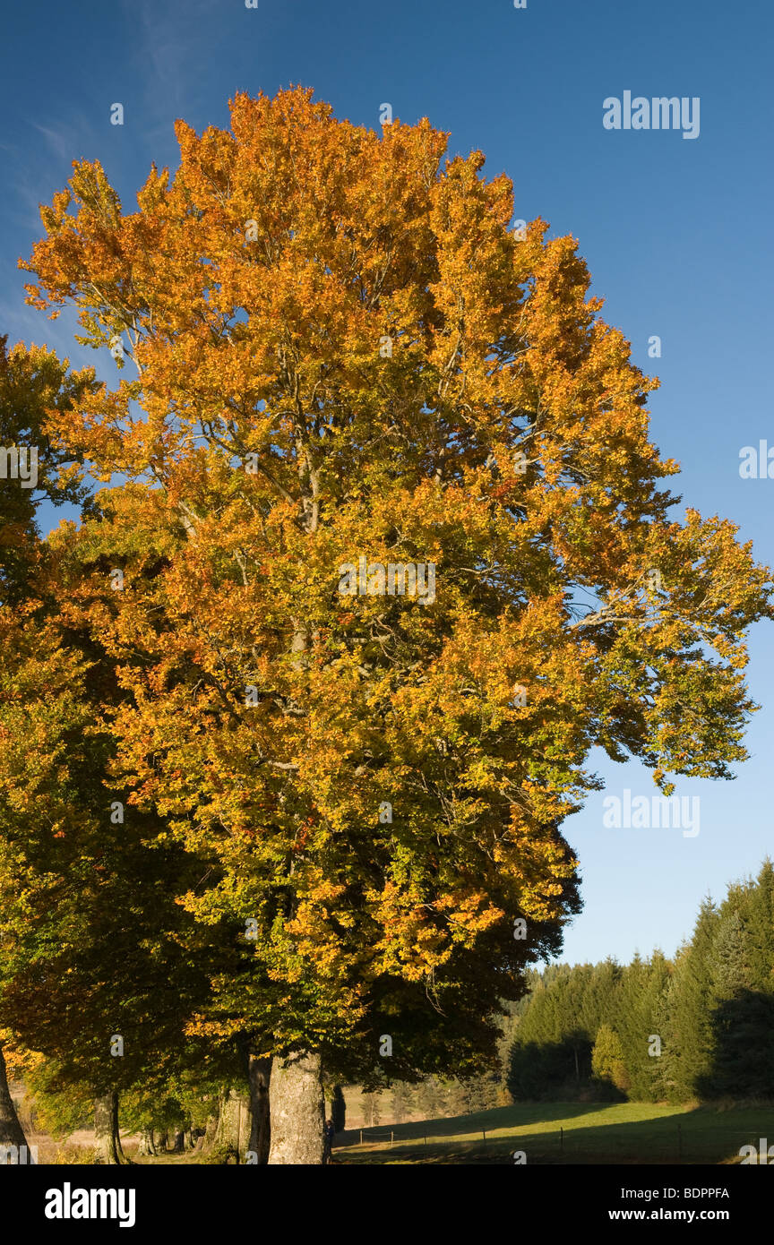 Common Beech ( Fagus sylvatica), autumn colour Stock Photo - Alamy